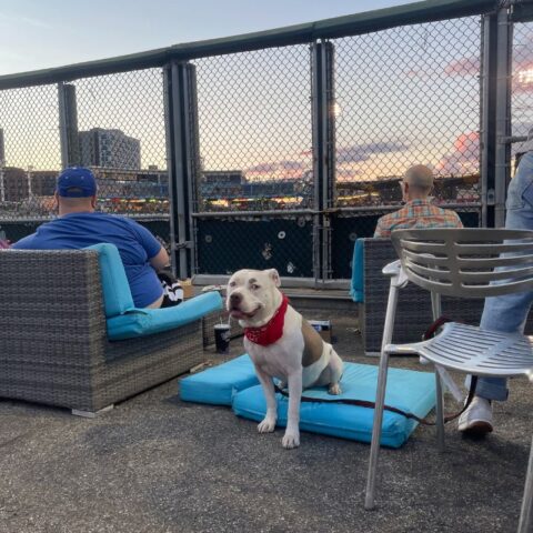 VERG Brooklyn Patient Gallery | Vet Clinic In Brooklyn, NY