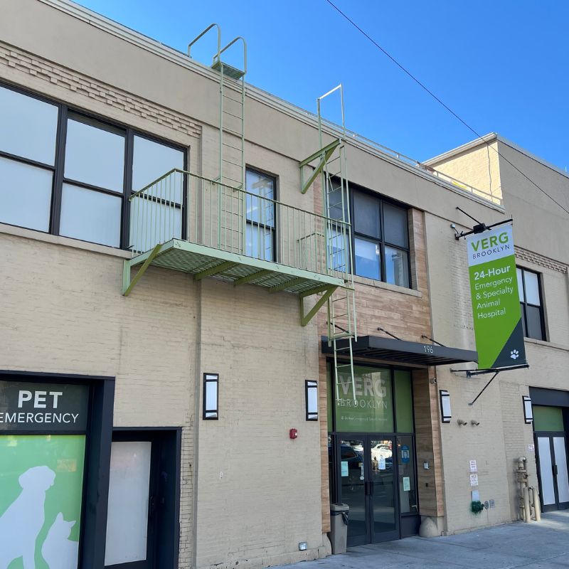 Veterinarian Reviews In Brooklyn, NY 11217 | VERG Brooklyn