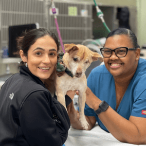 Best Emergency Vet In Brooklyn, NY 11217 | VERG Brooklyn