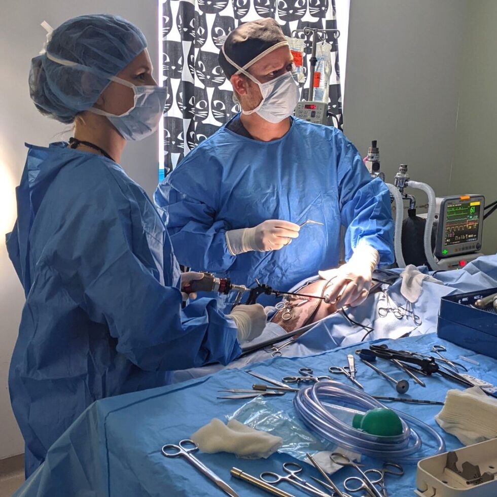 Pet Surgery In Brooklyn, NY 11217 | VERG Brooklyn