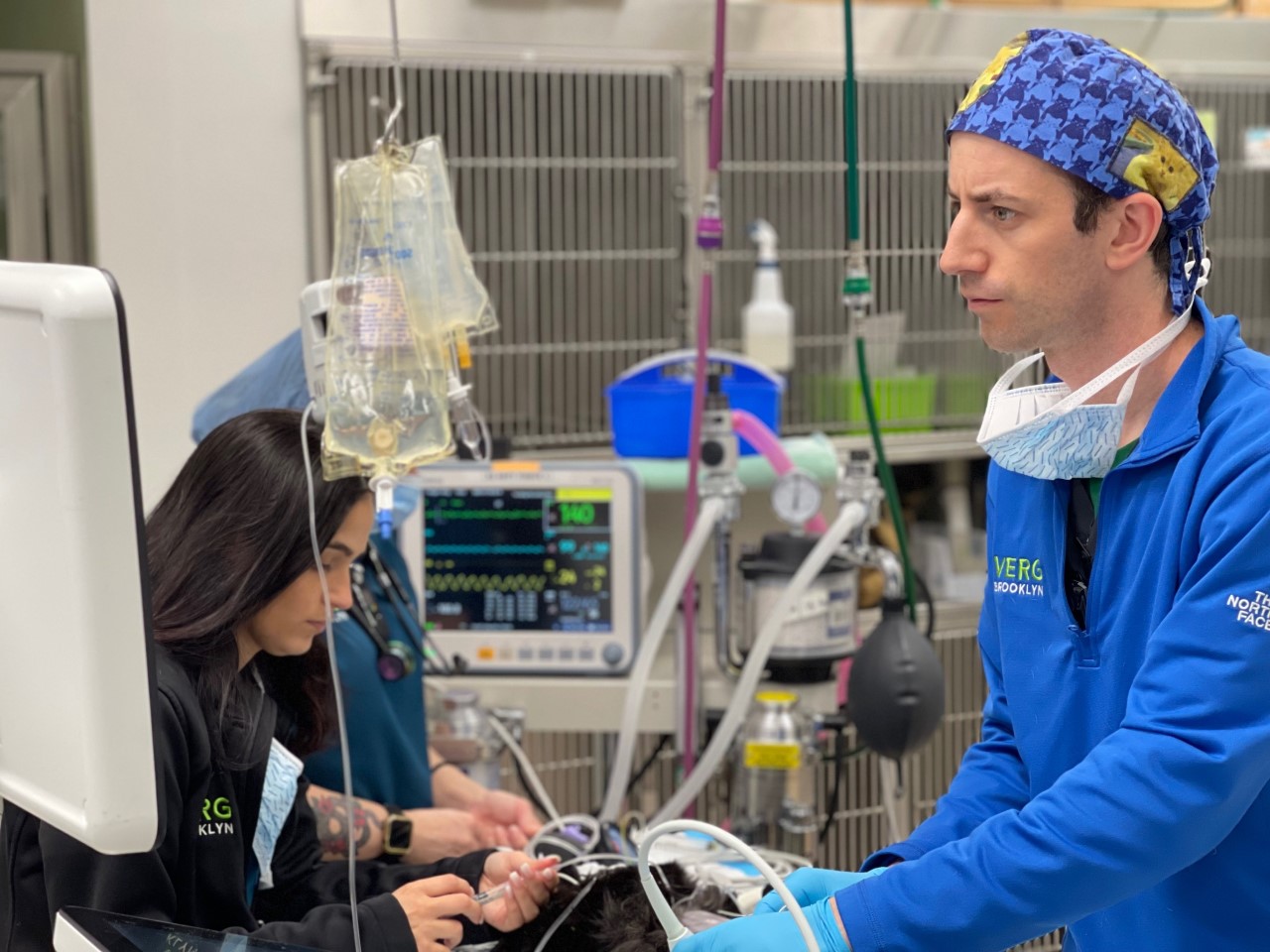 A Comprehensive Guide To Veterinary Anesthesia & Pain Management